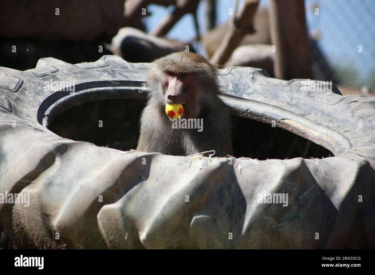 A baboon plays with an Easter Egg during celebrations of the Holy Week ...