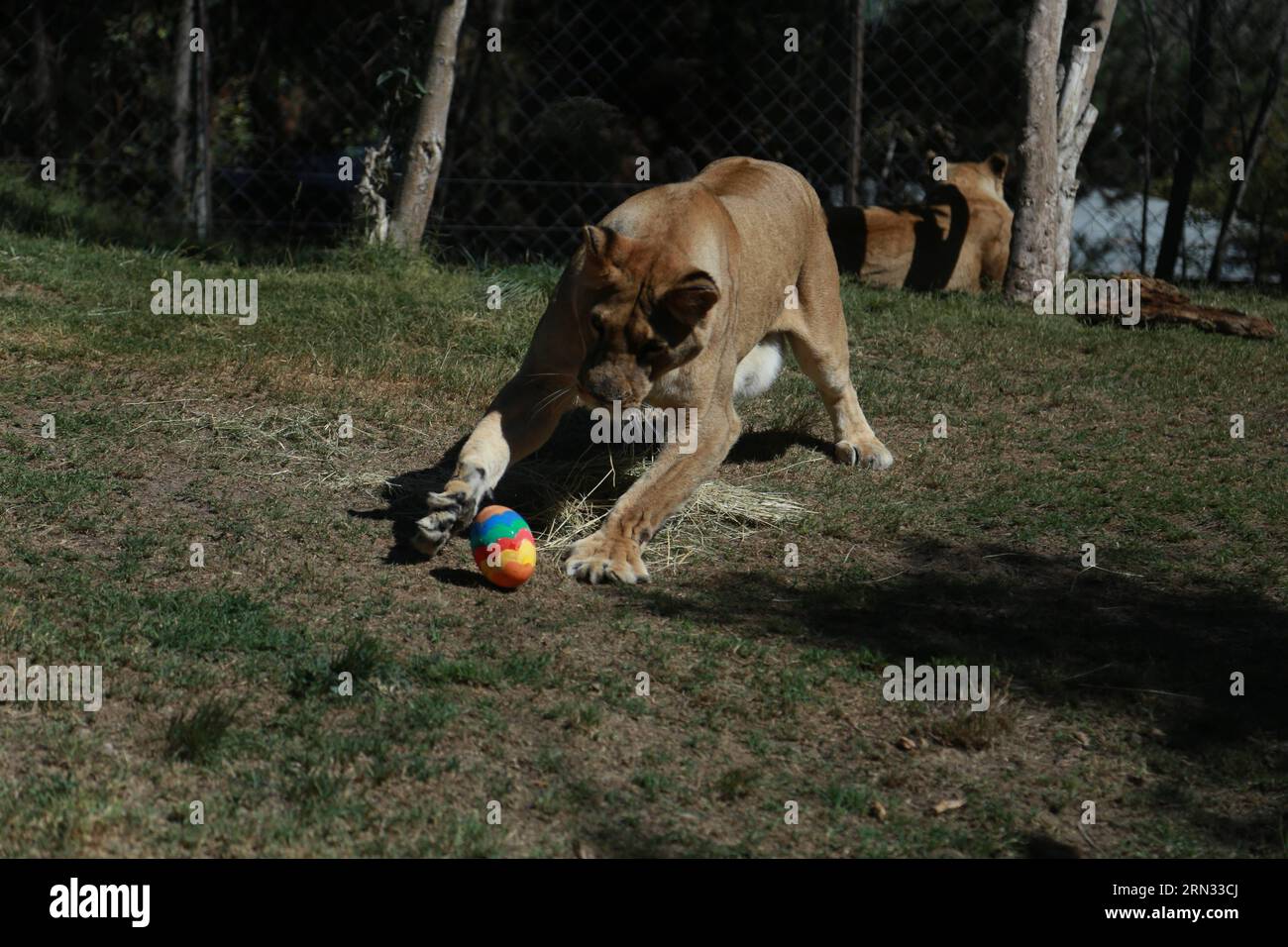 A lion plays with an Easter Egg during celebrations of the Holy Week ...