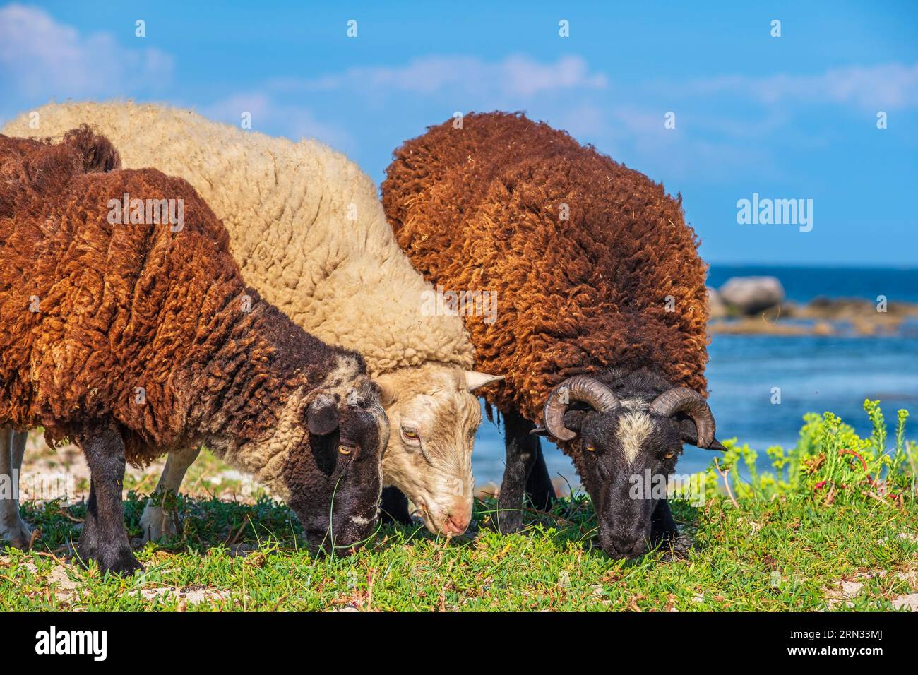 Ile de france sheep hi-res stock photography and images - Alamy