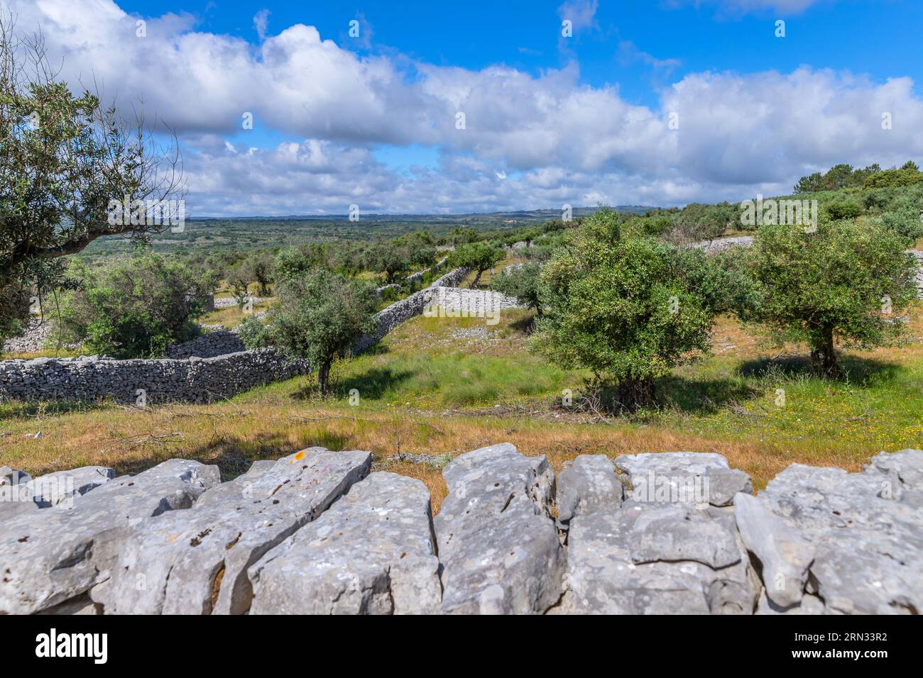 Olive trees among fields in the area of Fatima, Portugal Stock Photo ...
