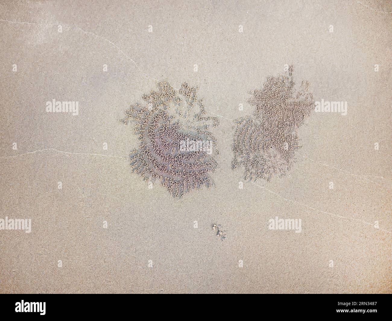 Top view of fluffy crab hole, markings, footprint of crab tracks or ...