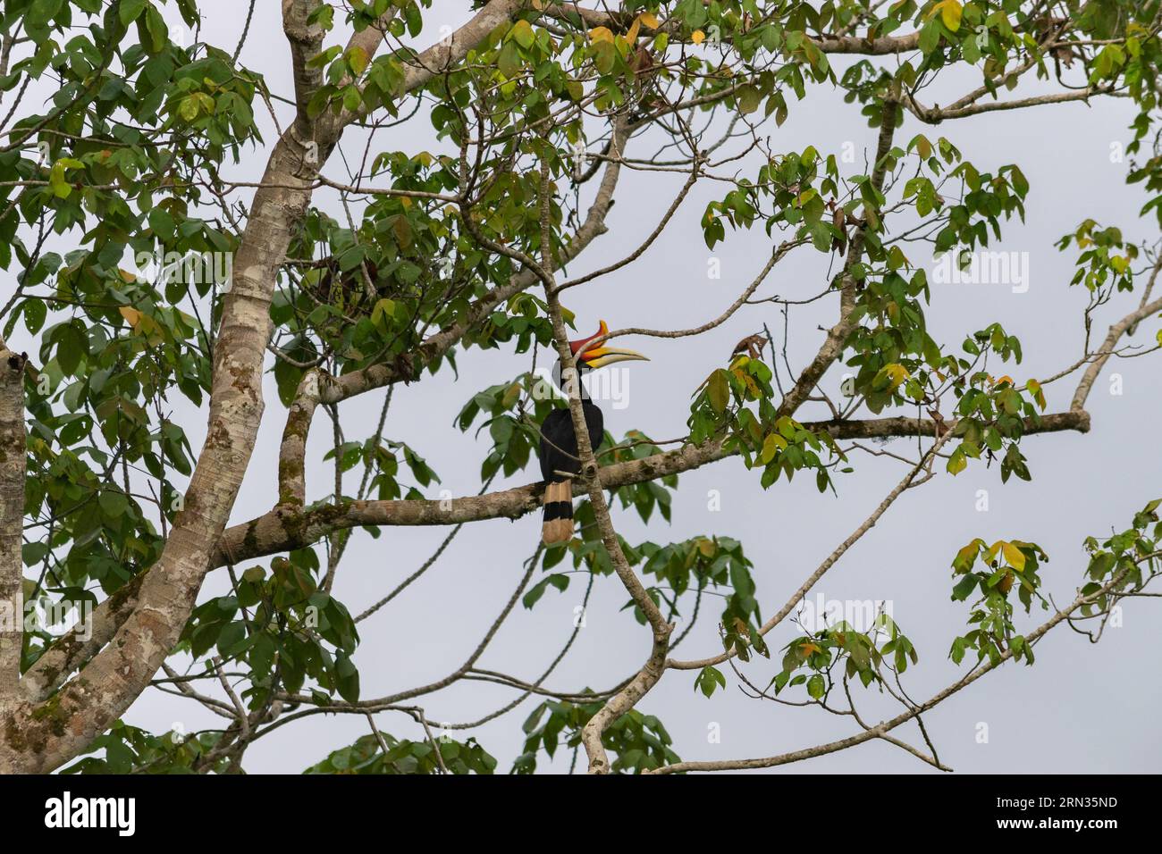 Amazing closeup of a wild rhino hornbill on a tree Stock Photo - Alamy