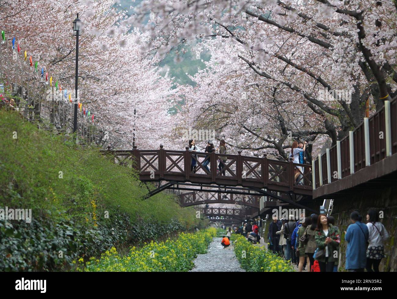 Rokchangwnchinhaecherry hi-res stock photography and images - Alamy