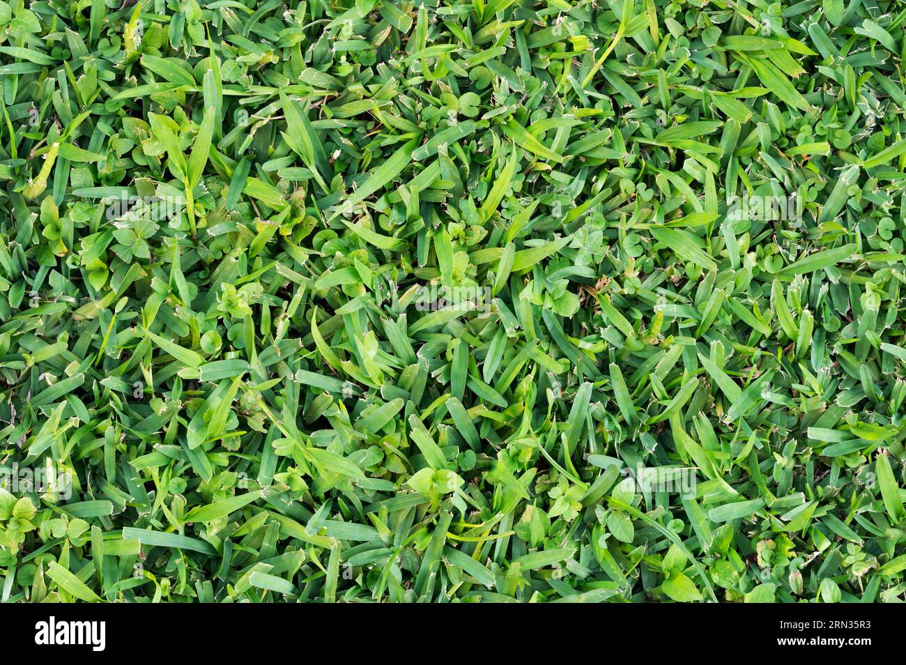 Green grass plant texture above top close up view Stock Photo - Alamy