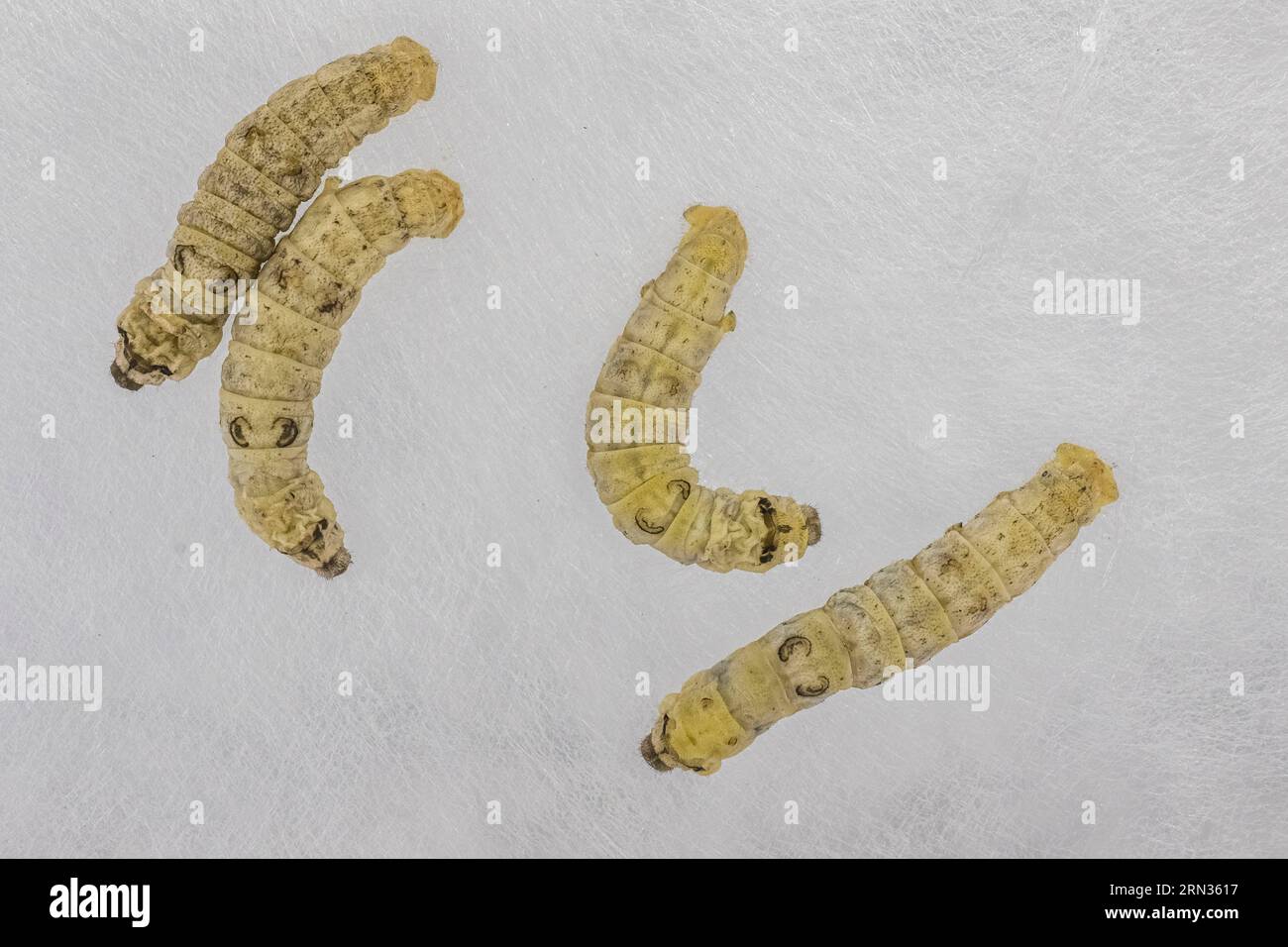 Types of silkworm hi-res stock photography and images - Alamy