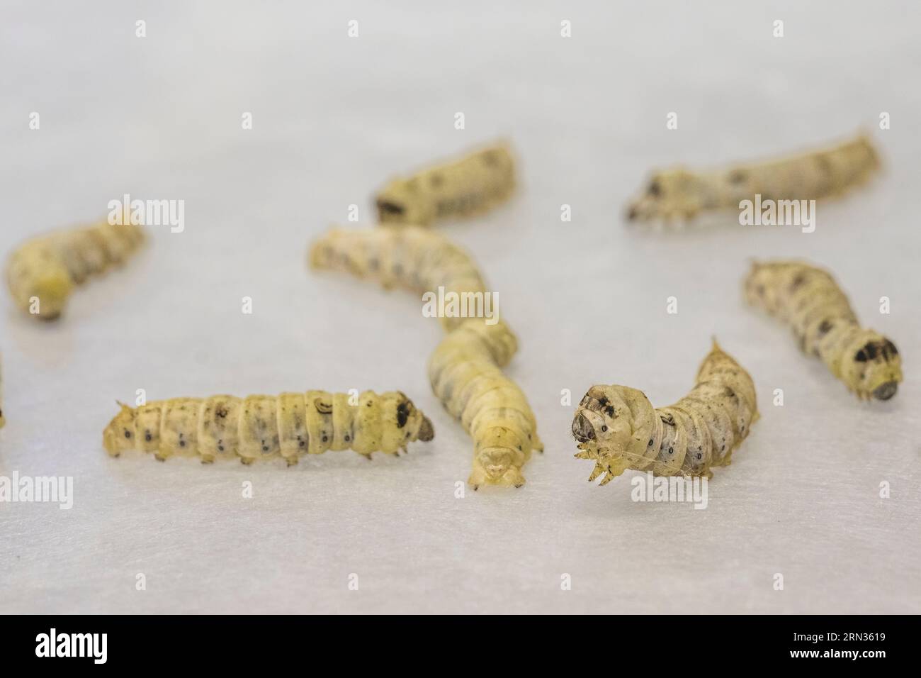 Types of silkworm hi-res stock photography and images - Alamy