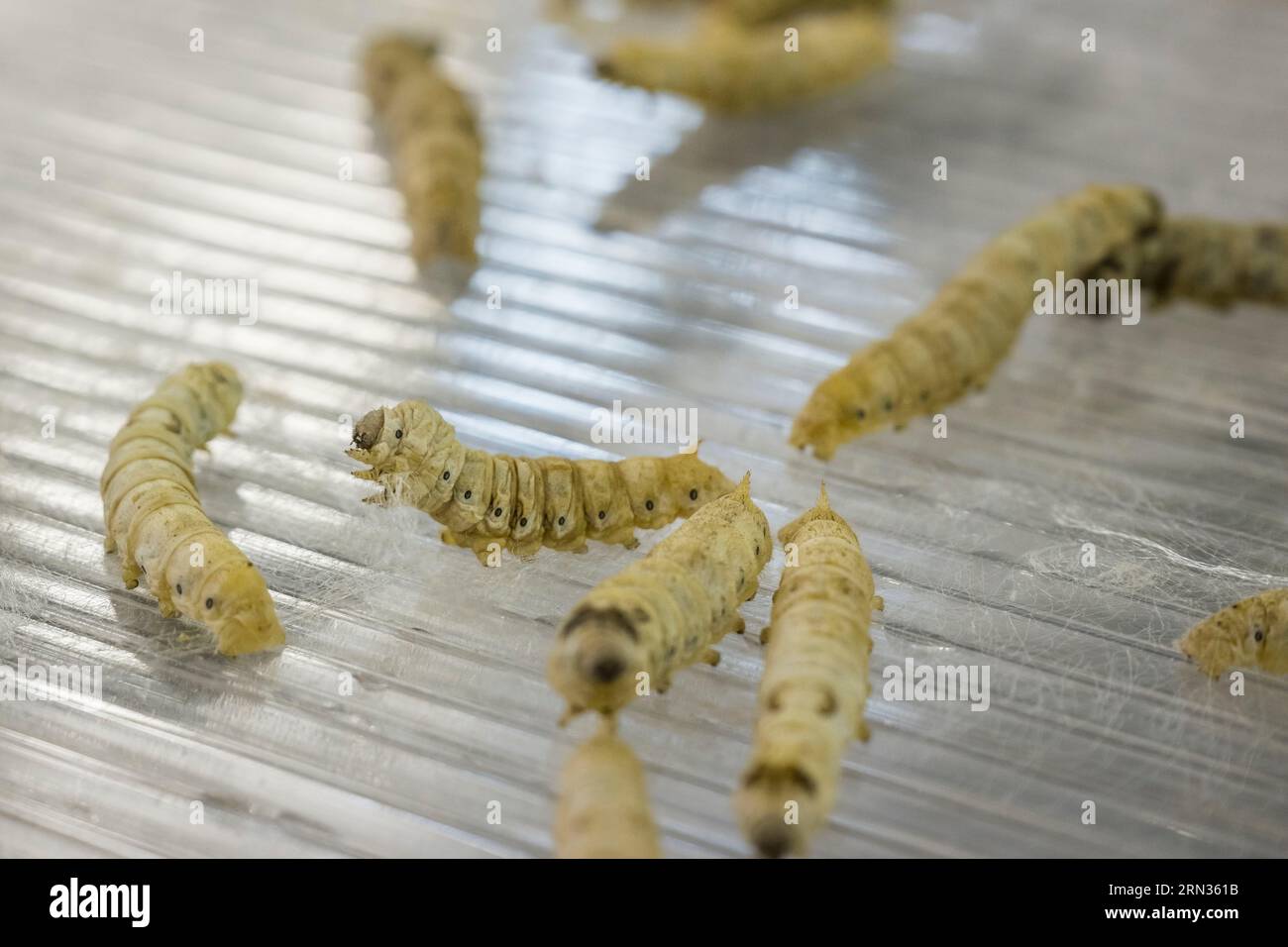 Types of silkworm hi-res stock photography and images - Alamy
