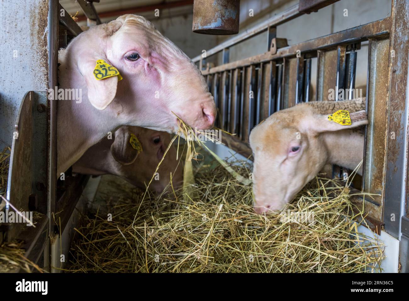 Lacaune sheep hi-res stock photography and images - Alamy