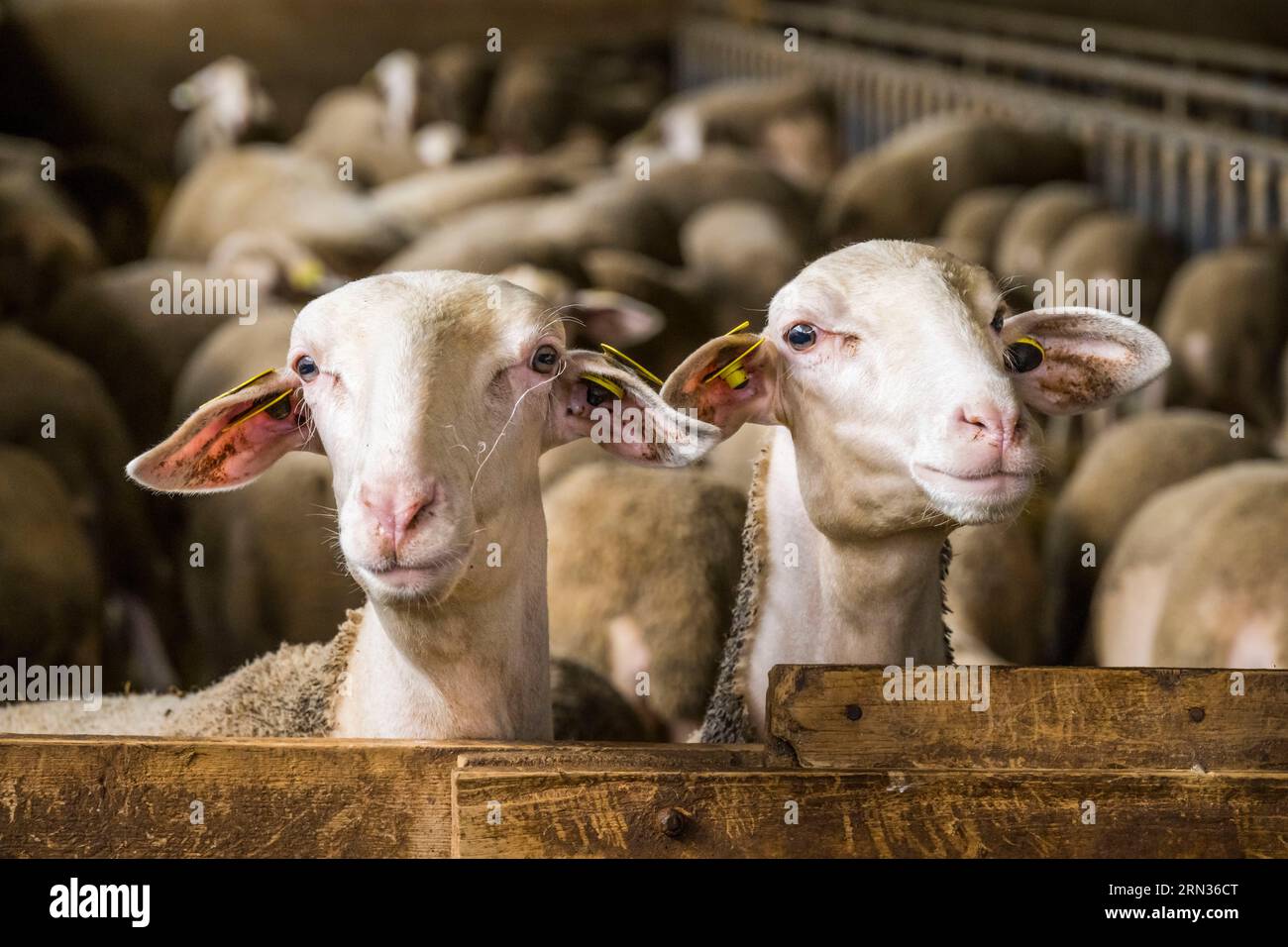 Lacaune sheep hi-res stock photography and images - Alamy