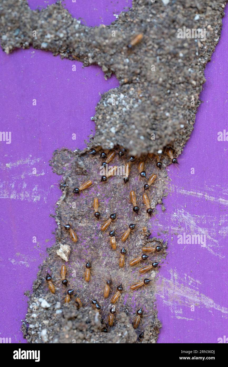 Termites closeup hi-res stock photography and images - Alamy