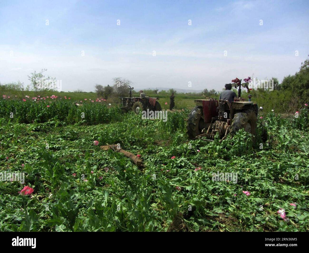Poppy field pakistan hi-res stock photography and images - Alamy