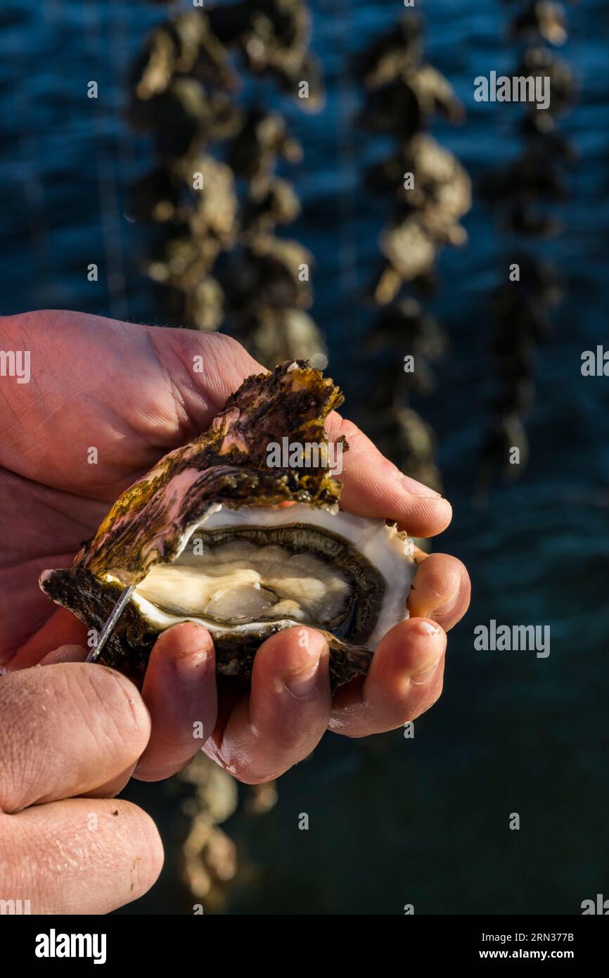 Types of shellfish hi-res stock photography and images - Alamy