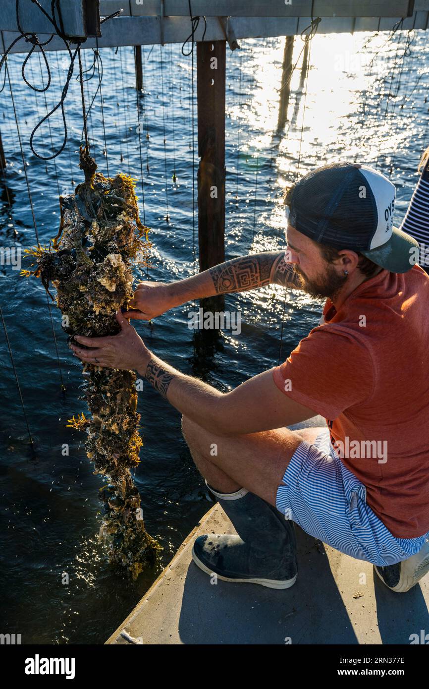 France, Herault, Etang de Thau, Meze, shellfish producers Quentin and ...