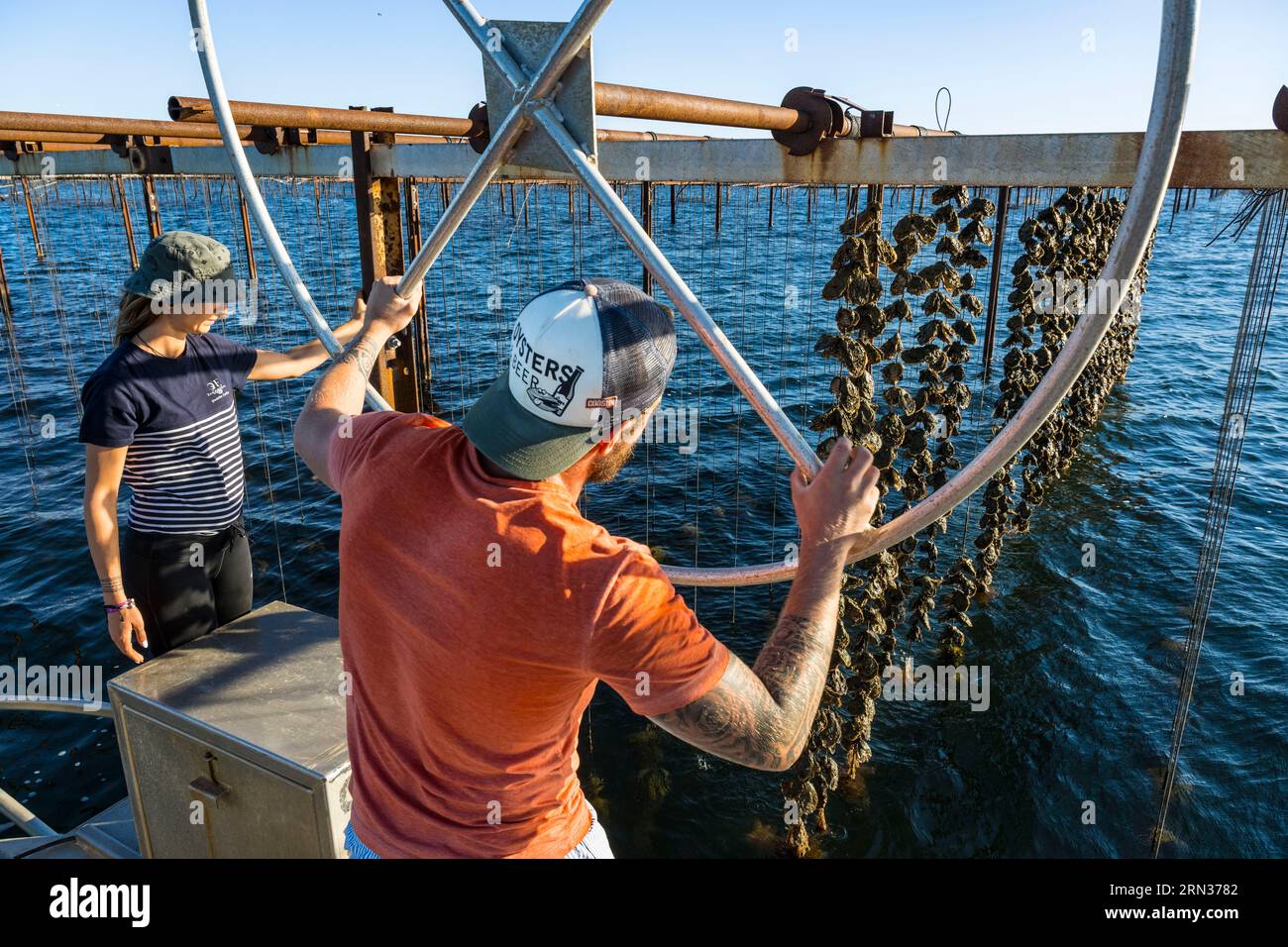 France, Herault, Etang de Thau, Meze, shellfish producers Quentin and ...