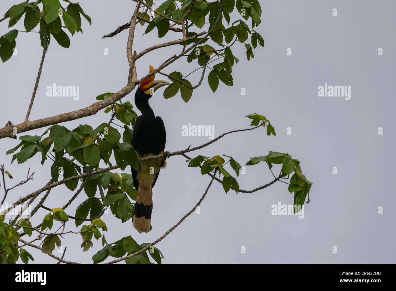 Amazing closeup of a wild rhino hornbill on a tree Stock Photo - Alamy