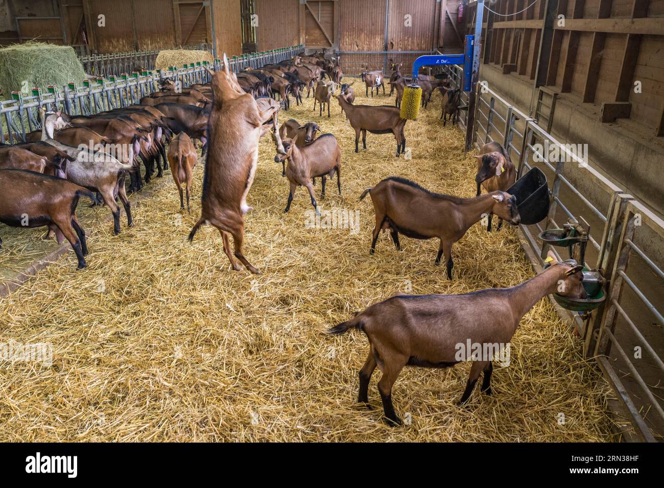 France, Bas Rhin, Northern Vosges Regional Natural Park, Obersteinbach ...