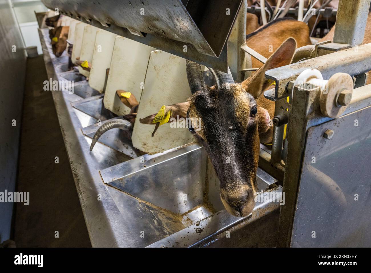 France, Bas Rhin, Northern Vosges Regional Natural Park, Obersteinbach ...