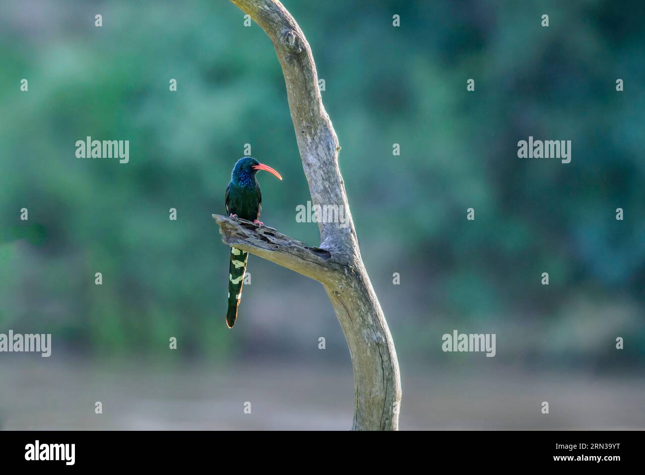 South Africa, Mpumalanga, West Olifant Game Reserve, Green Wood-hoopoe ...