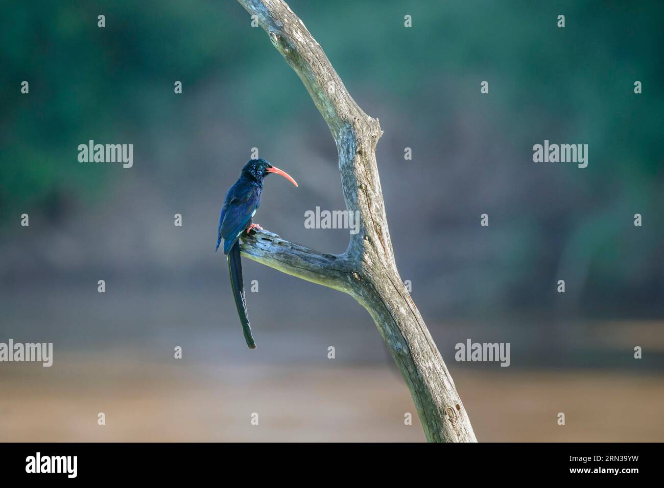South Africa, Mpumalanga, West Olifant Game Reserve, Green Wood-hoopoe ...