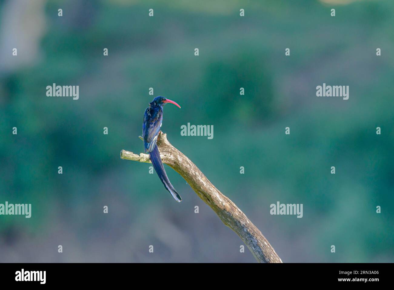 South Africa, Mpumalanga, West Olifant Game Reserve, Green Wood-hoopoe ...