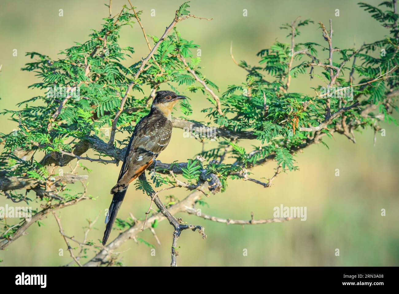 South Africa, Mpumalanga, West Olifant Game Reserve, Red-chested Cuckoo ...