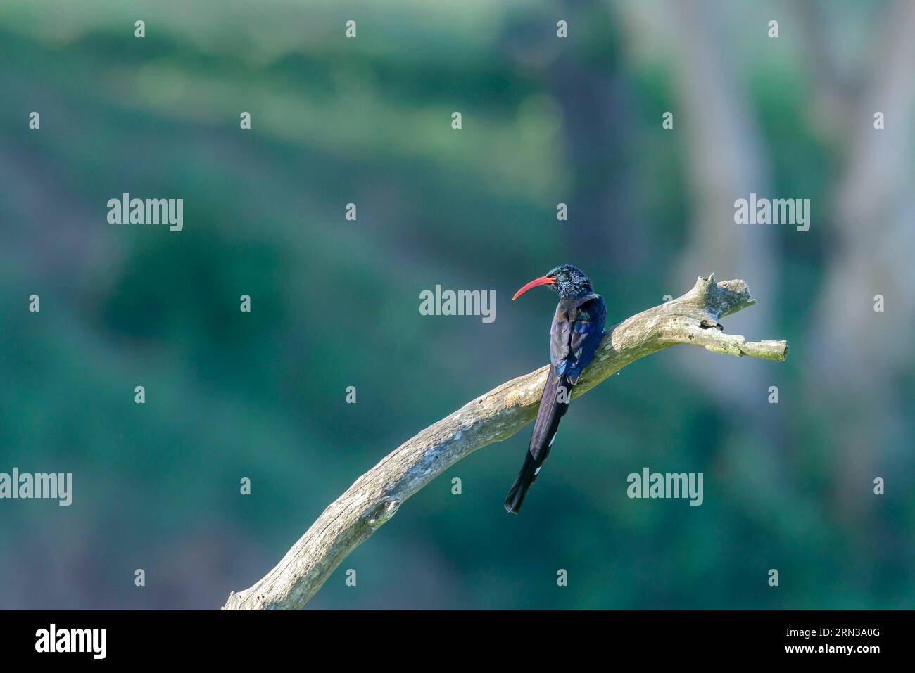 South Africa, Mpumalanga, West Olifant Game Reserve, Green Wood-hoopoe ...