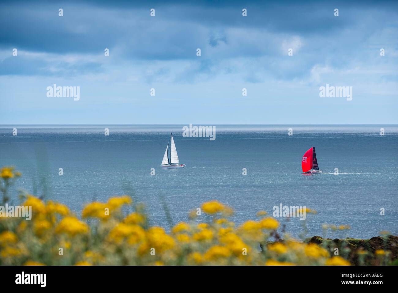 France, Morbihan, Belle Ile en Mer, Bangor, the wild coast along the GR ...