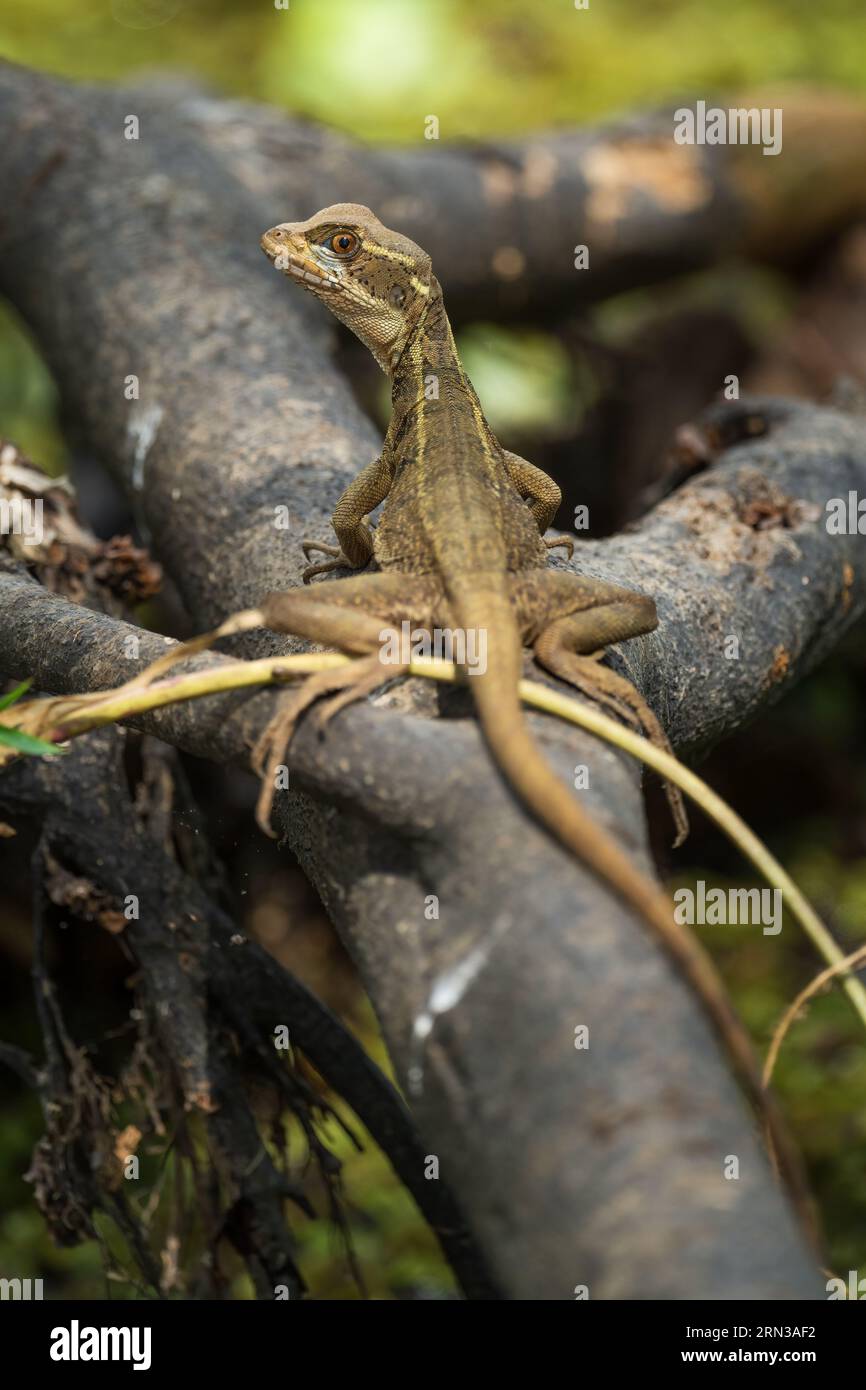 Brown Basilisk - Basiliscus vittatus, beautiful large brown lizard from ...
