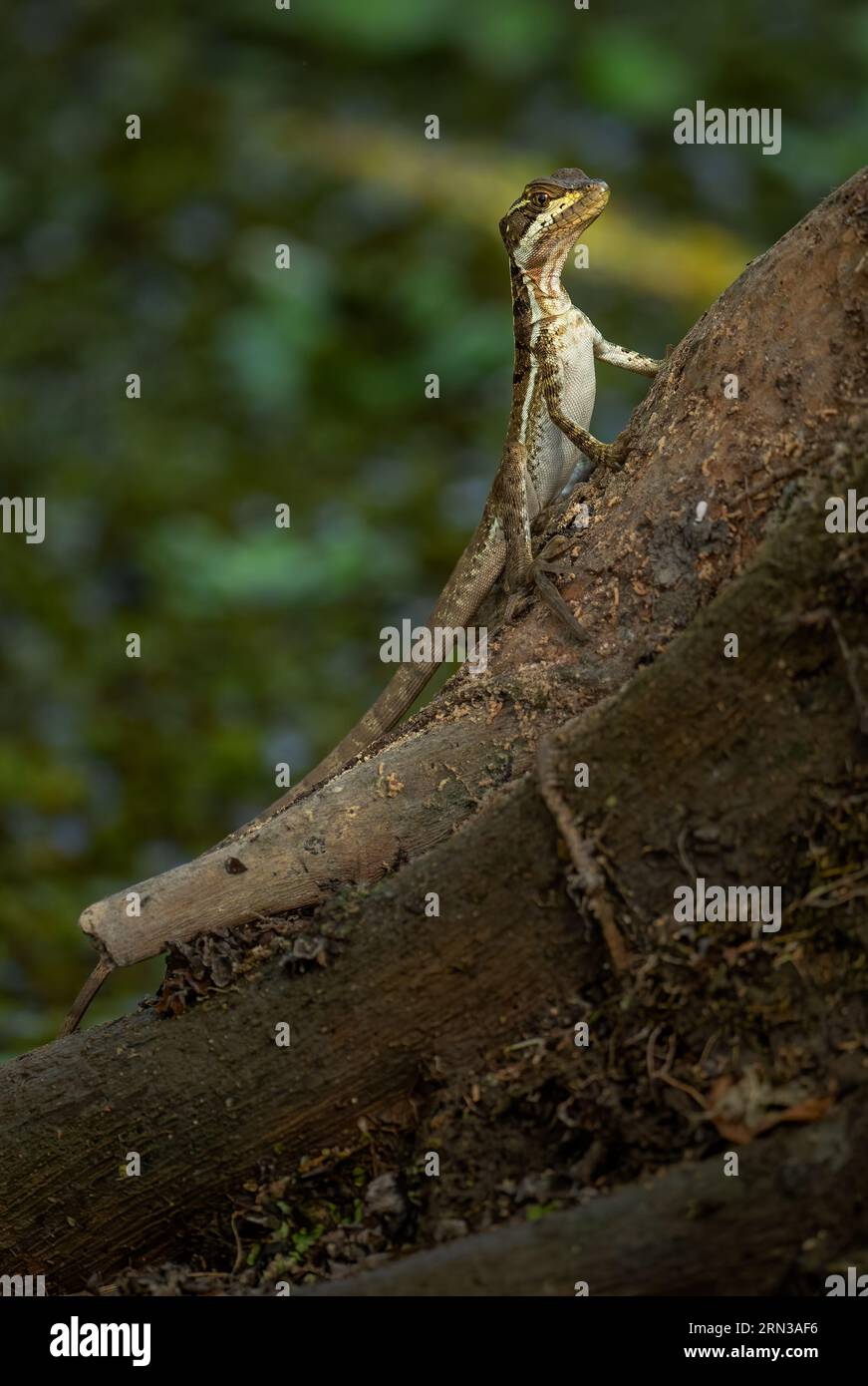 Brown Basilisk - Basiliscus vittatus, beautiful large brown lizard from ...