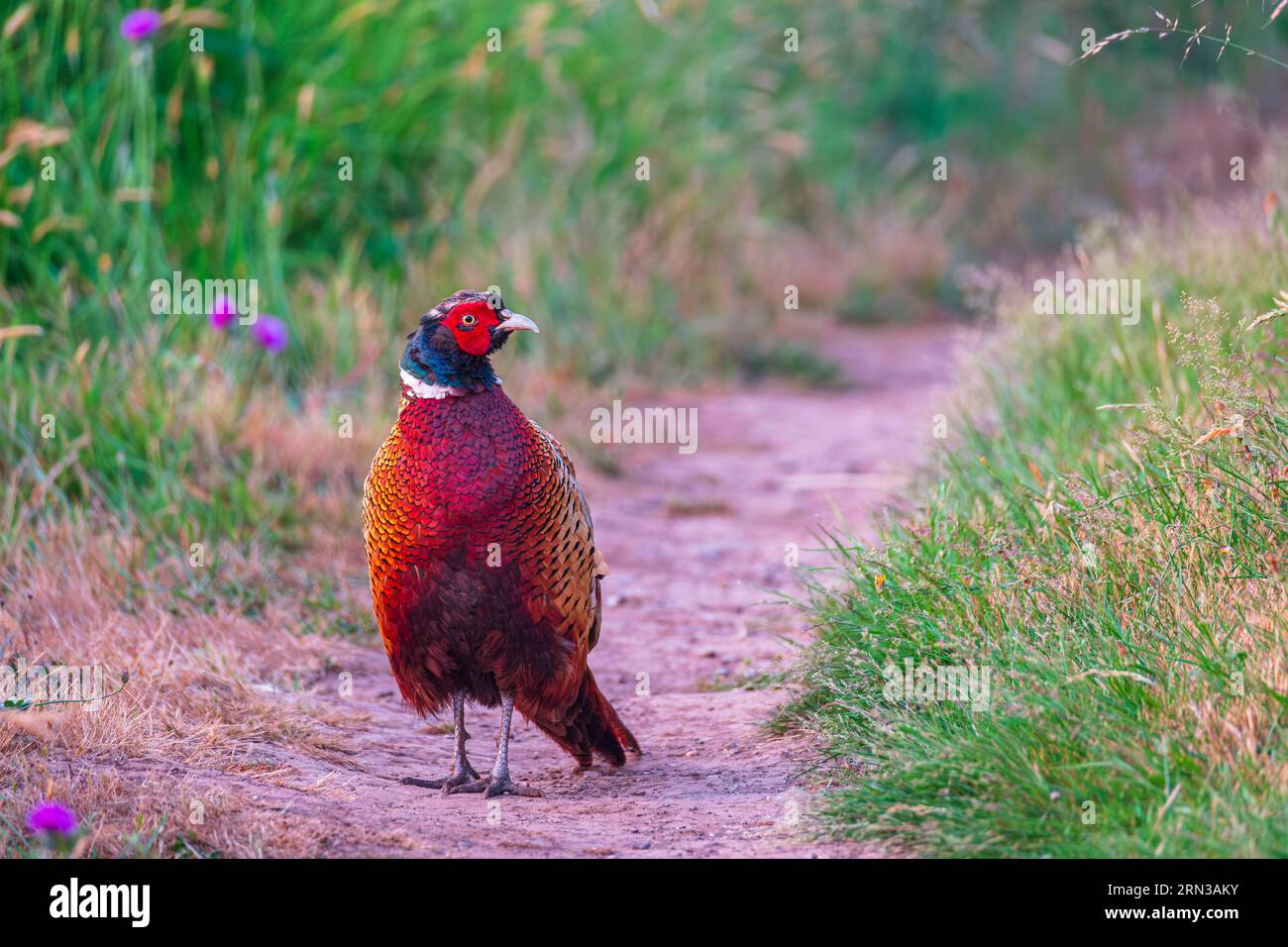 France, Morbihan, Belle-Ile-en-Mer, common pheasant (Phasianus ...
