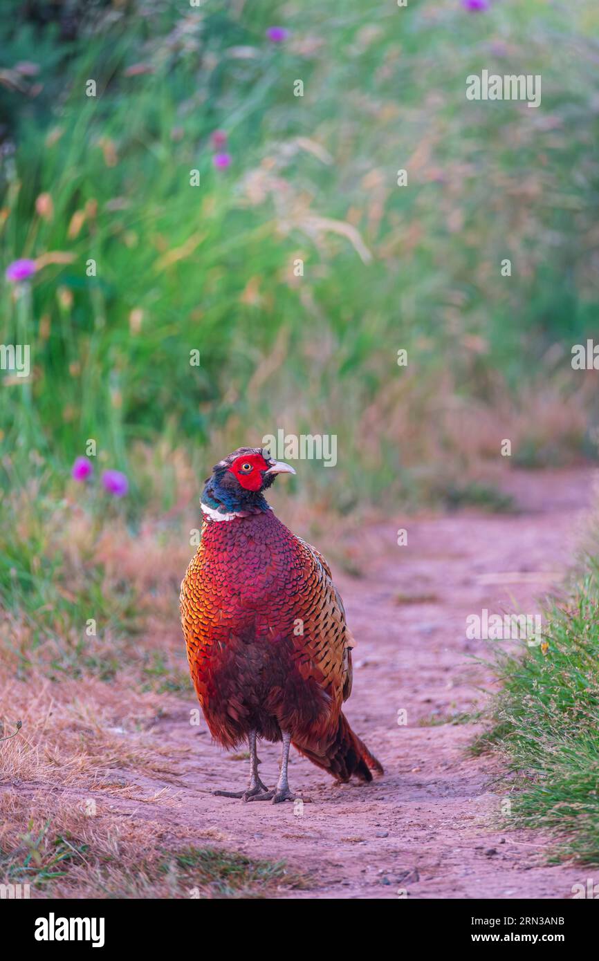 France, Morbihan, Belle-Ile-en-Mer, common pheasant (Phasianus ...