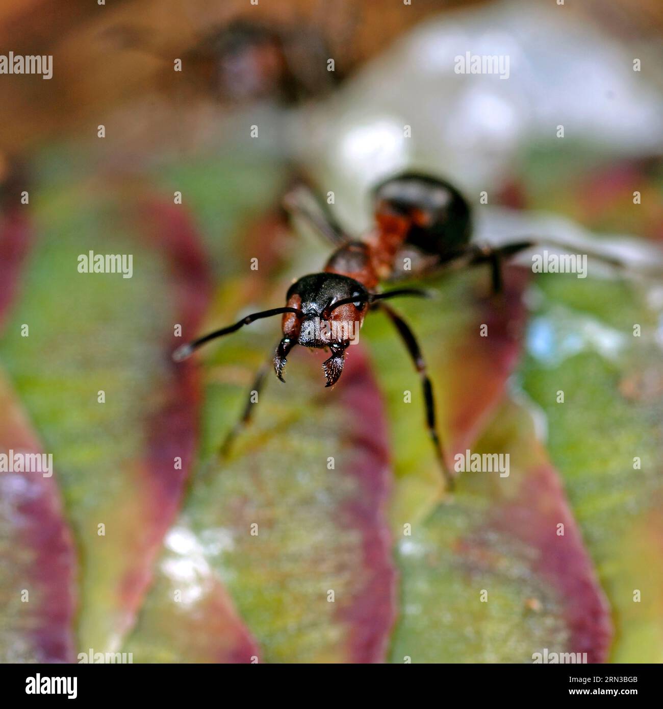 Ant age hi-res stock photography and images - Alamy