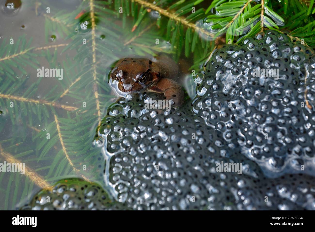 France, Doubs, towards Pontarlier, at a rancher in March, tank, capture ...
