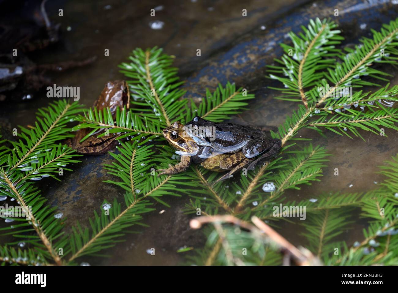 France, Doubs, towards Pontarlier, at a rancher in March, tank, capture ...