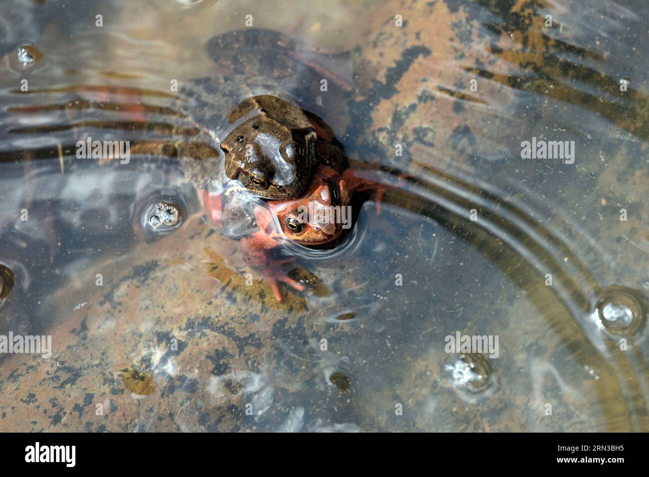 Frog water tank hi-res stock photography and images - Alamy