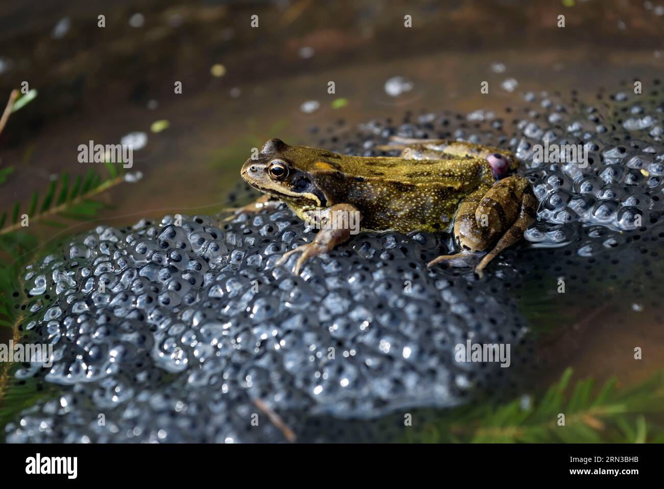 France, Doubs, towards Pontarlier, at a rancher in March, tank, capture ...