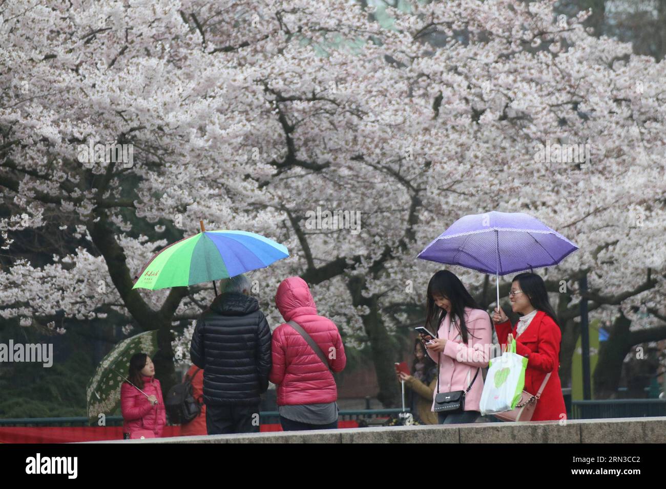 Cherry blossoms in the rain hi-res stock photography and images - Alamy