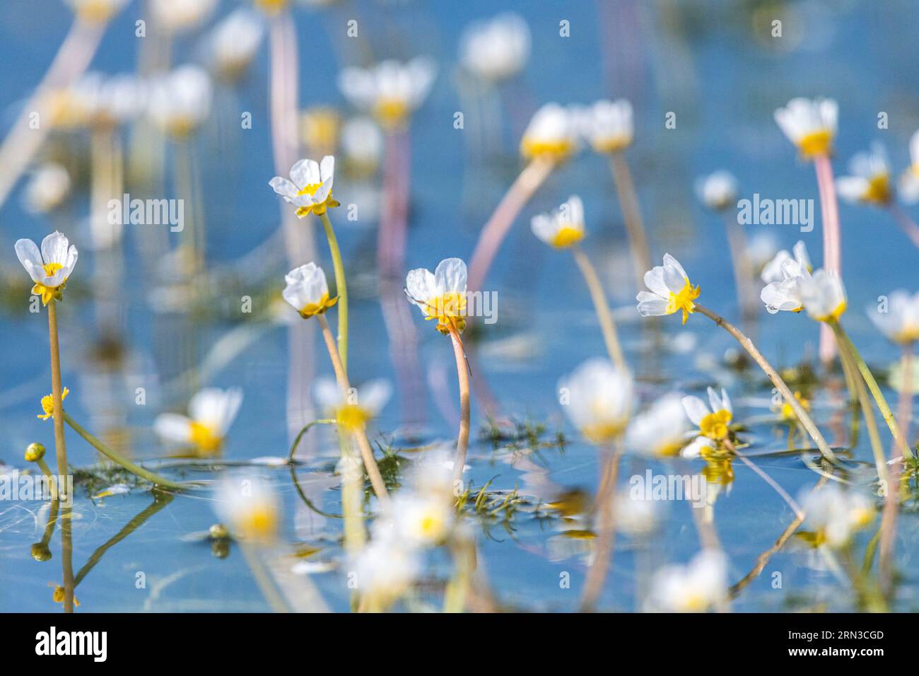 France, Somme, Baie de Somme, Le Crotoy, Marais du Crotoy, Aquatic ...