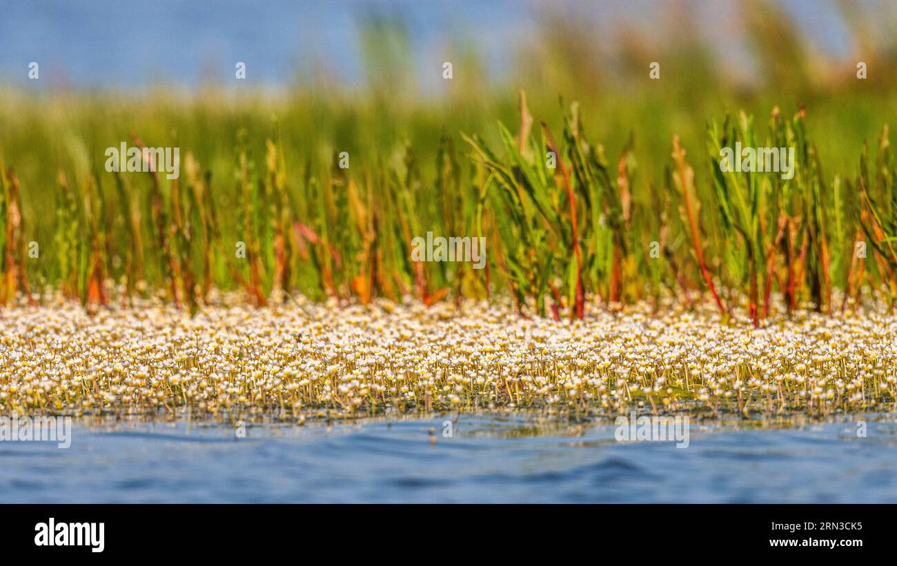 France, Somme, Baie de Somme, Le Crotoy, Marais du Crotoy, Aquatic ...