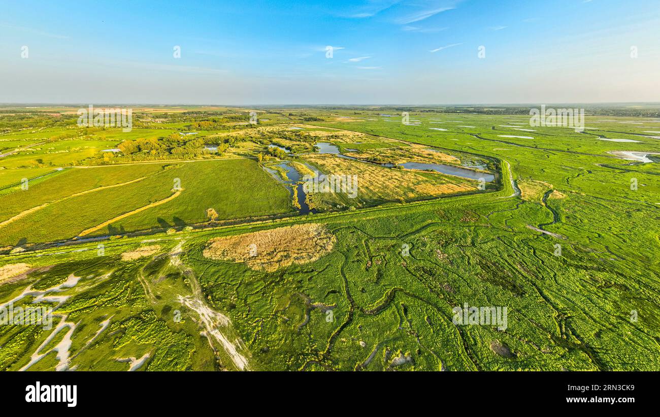 France, Somme, Baie de Somme, Noyelles-sur-mer, The large reedbed of ...