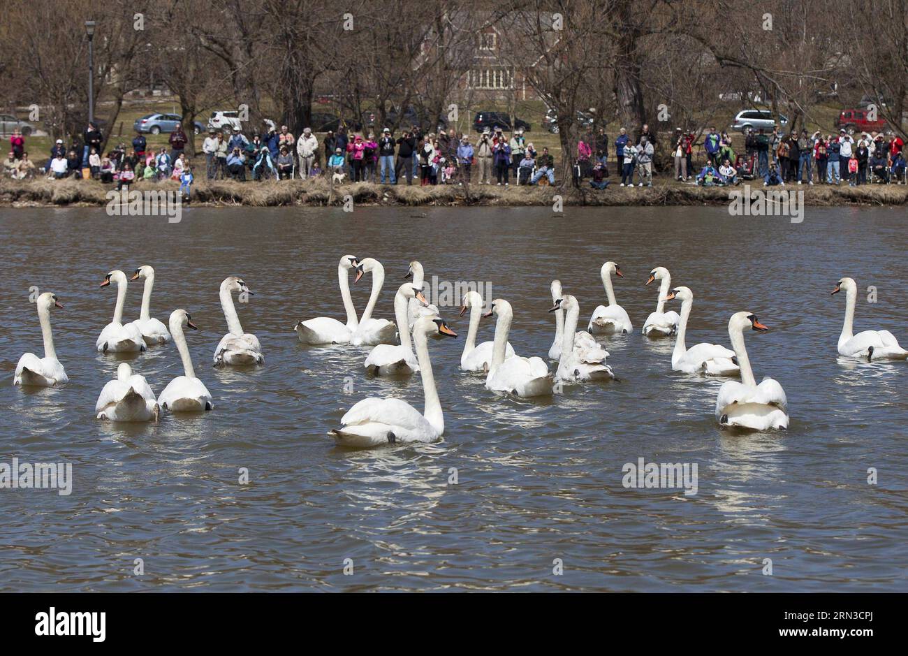Canadaontarioswan hi-res stock photography and images - Alamy