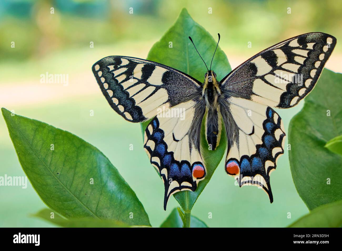 France, Morbihan, Lepidoptera, Swallowtail (Papilio machaon) or Great ...