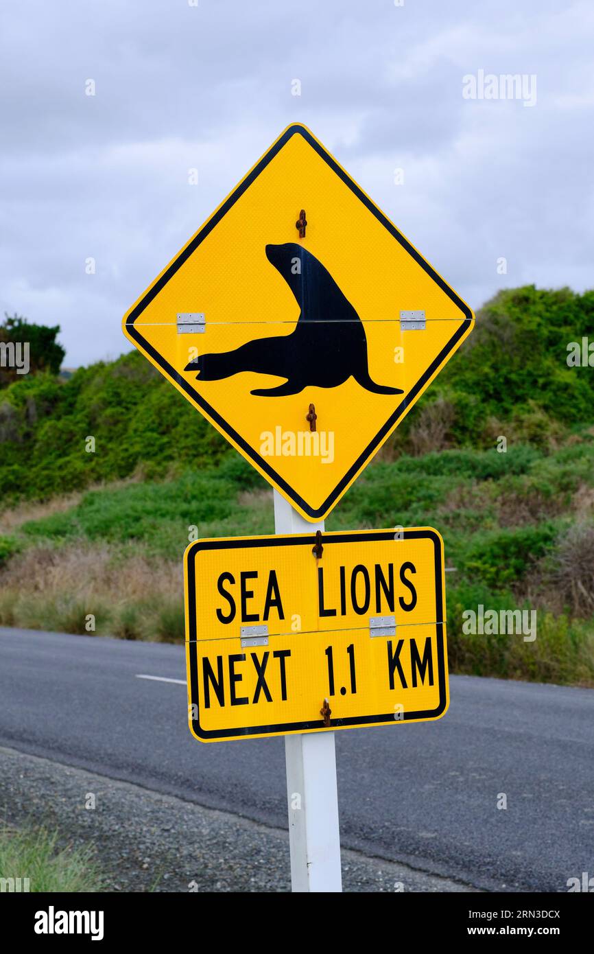 New Zealand, South Island, Catlins Coast, Nugget Point, sea lion ...