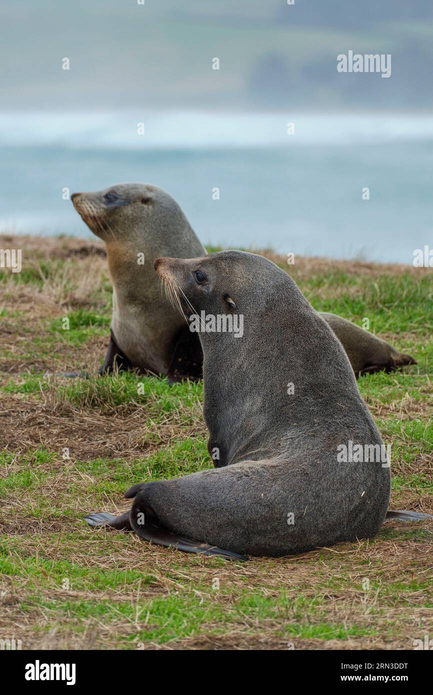 Seal point new zealand hi-res stock photography and images - Alamy