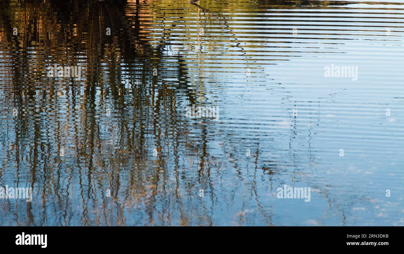 Water Ripples With Trees