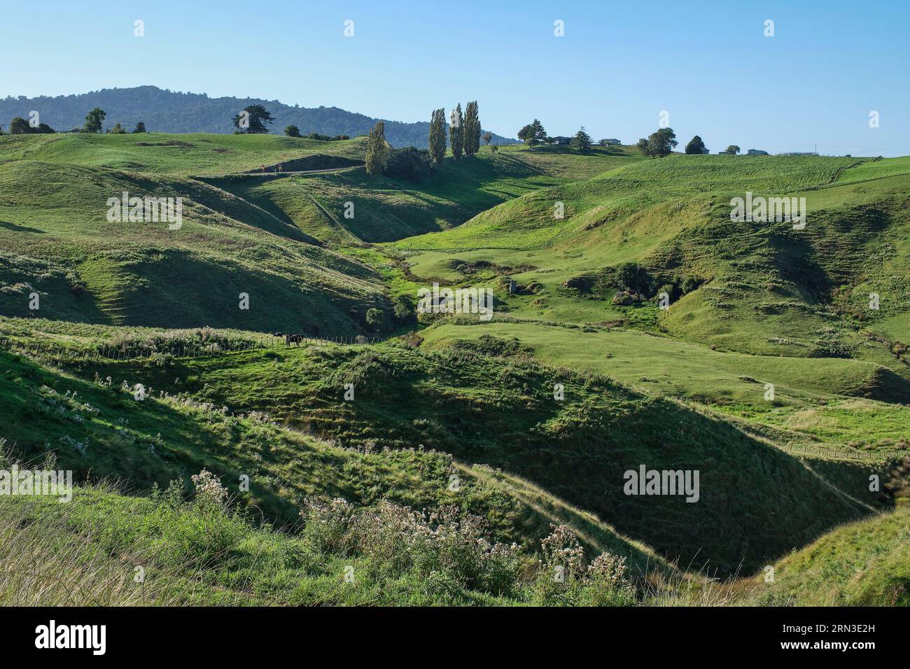 New Zealand, North Island, Matamata, Hobbitebourg, landscape of the ...