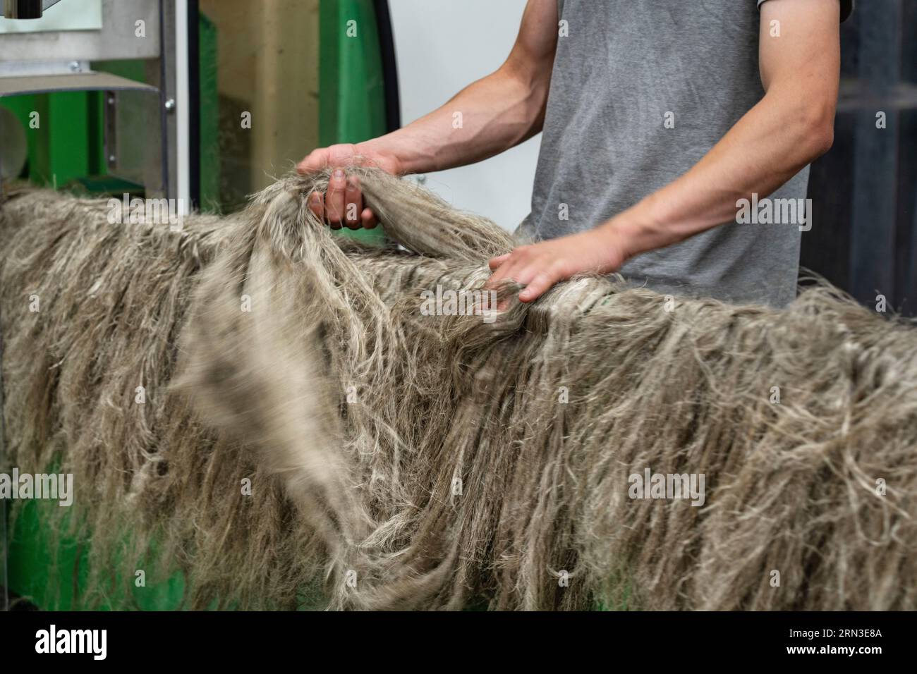France, Seine Maritime, Saint Pierre le Viger, Flax and artistic fiber ...