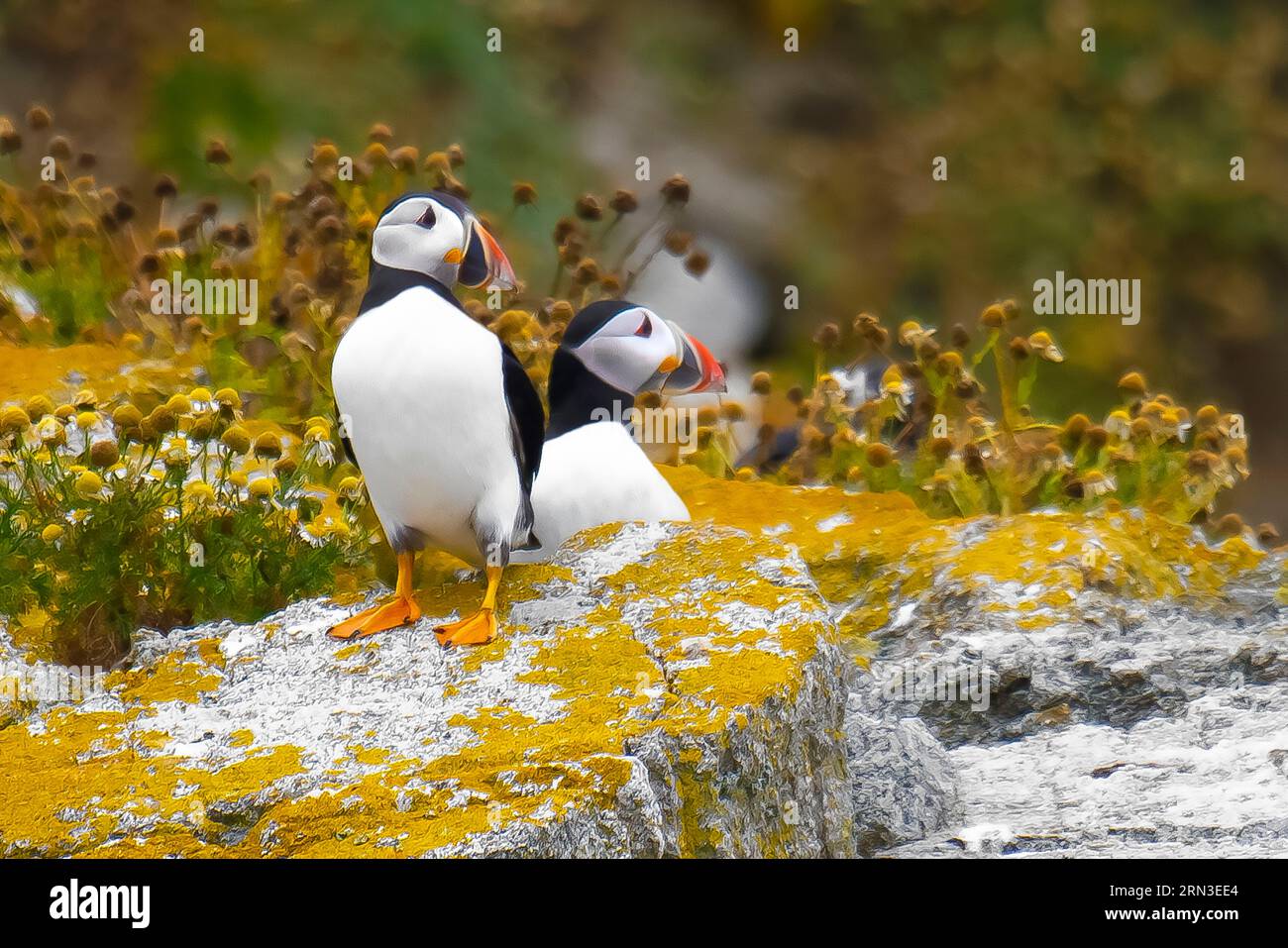 France, Cotes d'Armor, Perros Guirec, nature reserve of Sept Iles ...
