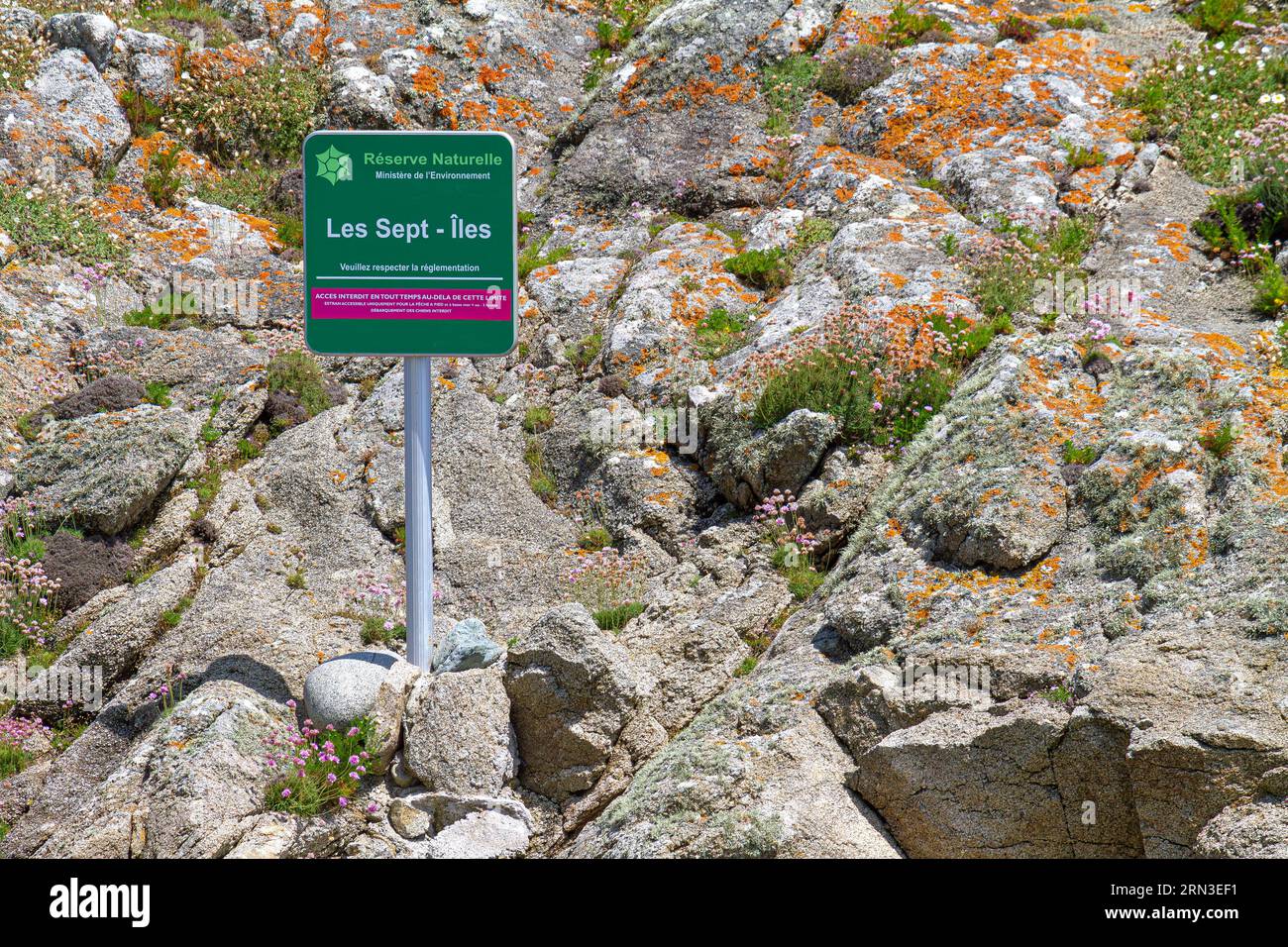 France, Cotes d'Armor, Perros Guirec, nature reserve of Sept Iles ...