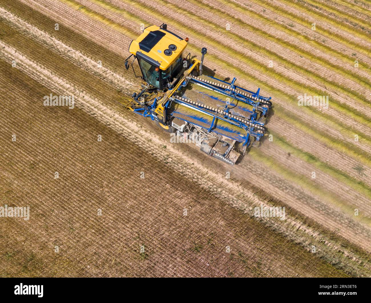 France, Eure, Bourg Achard, flax field, flax harvesting, Union machines ...
